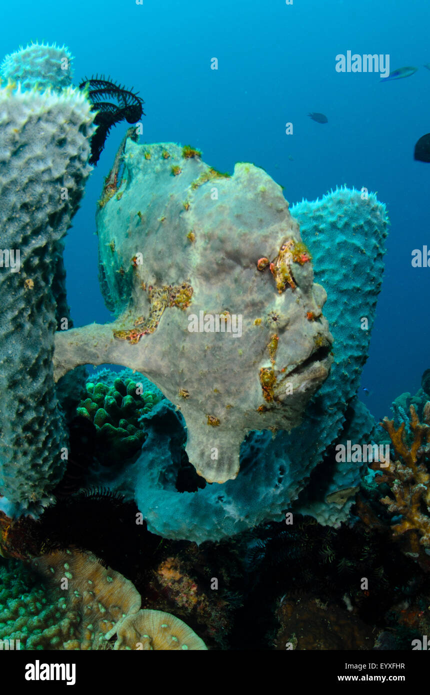 A greyish blue giant frogfish, Antennarius commersonii, Lembeh Strait ...