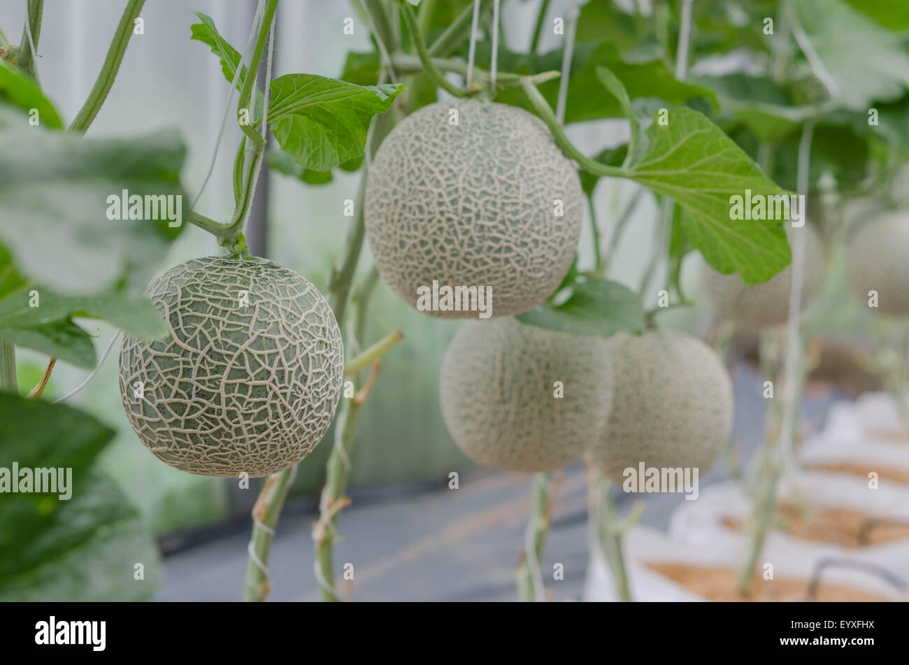 Melon tree hi-res stock photography and images - Alamy