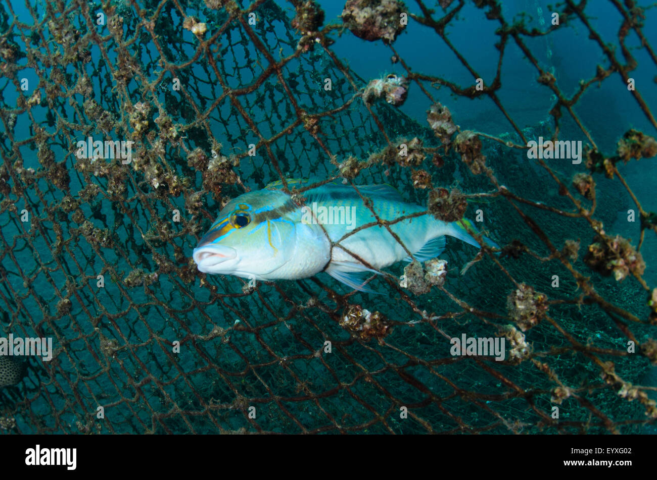 A fish caught in a discarded fishing net, Scolopsis temporalis, Lembeh ...