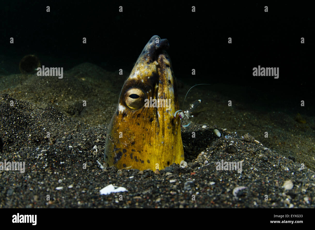 A black saddle snake eel portrait, Ophichthus cephalozona, being ...