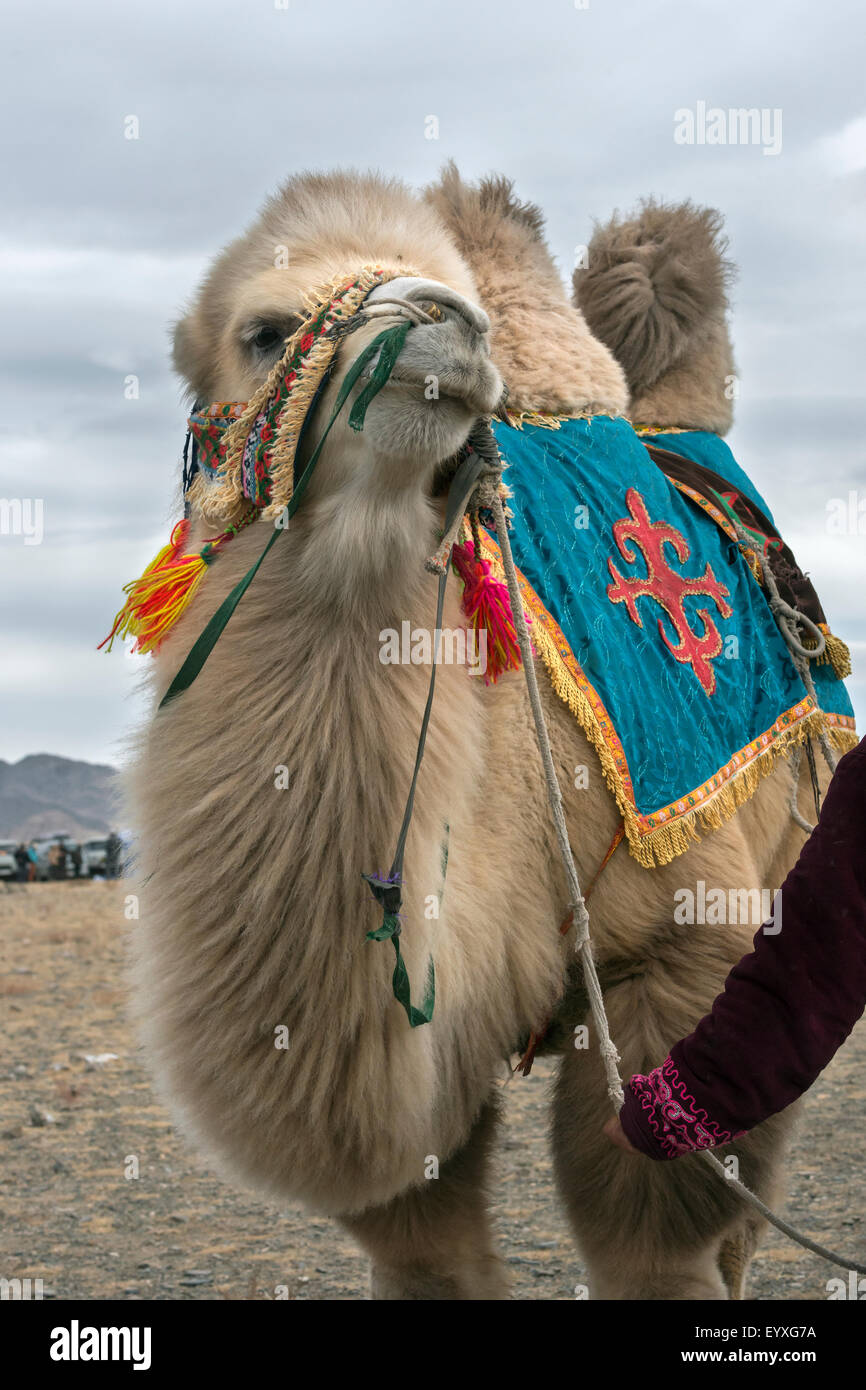 Bactrian racing camel, Eagle Festival, Olgii, Western Mongolia Stock ...