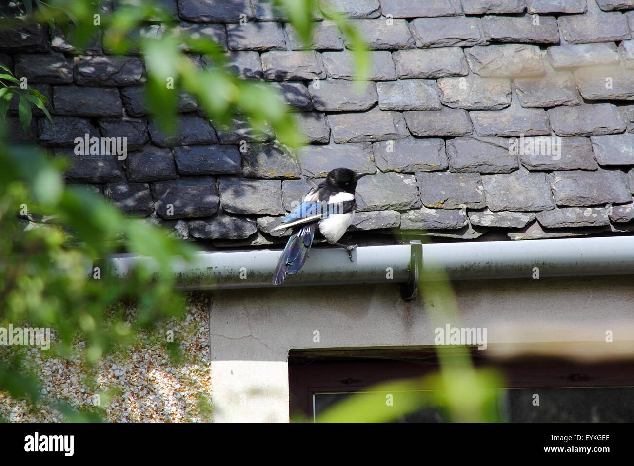 Magpie sitting on the roof in the sunshine, Scotland Stock Photo - Alamy