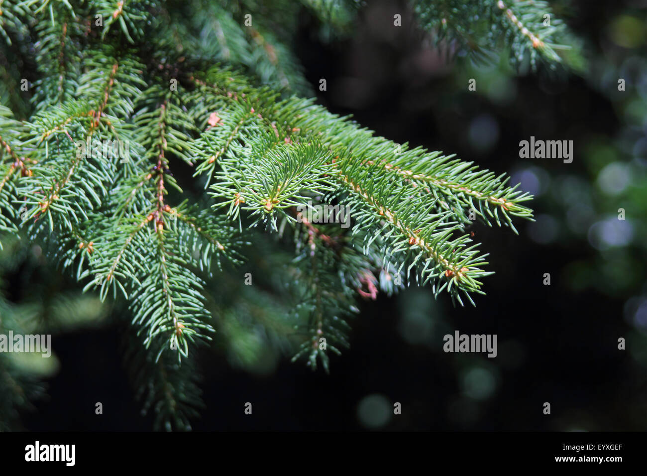 Pine needles, pine tree branches close-up Stock Photo - Alamy