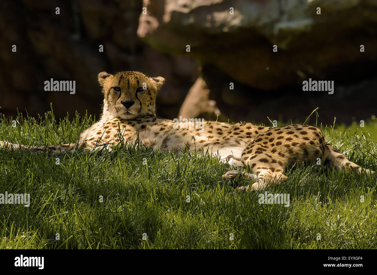 Leopard laying hi-res stock photography and images - Alamy