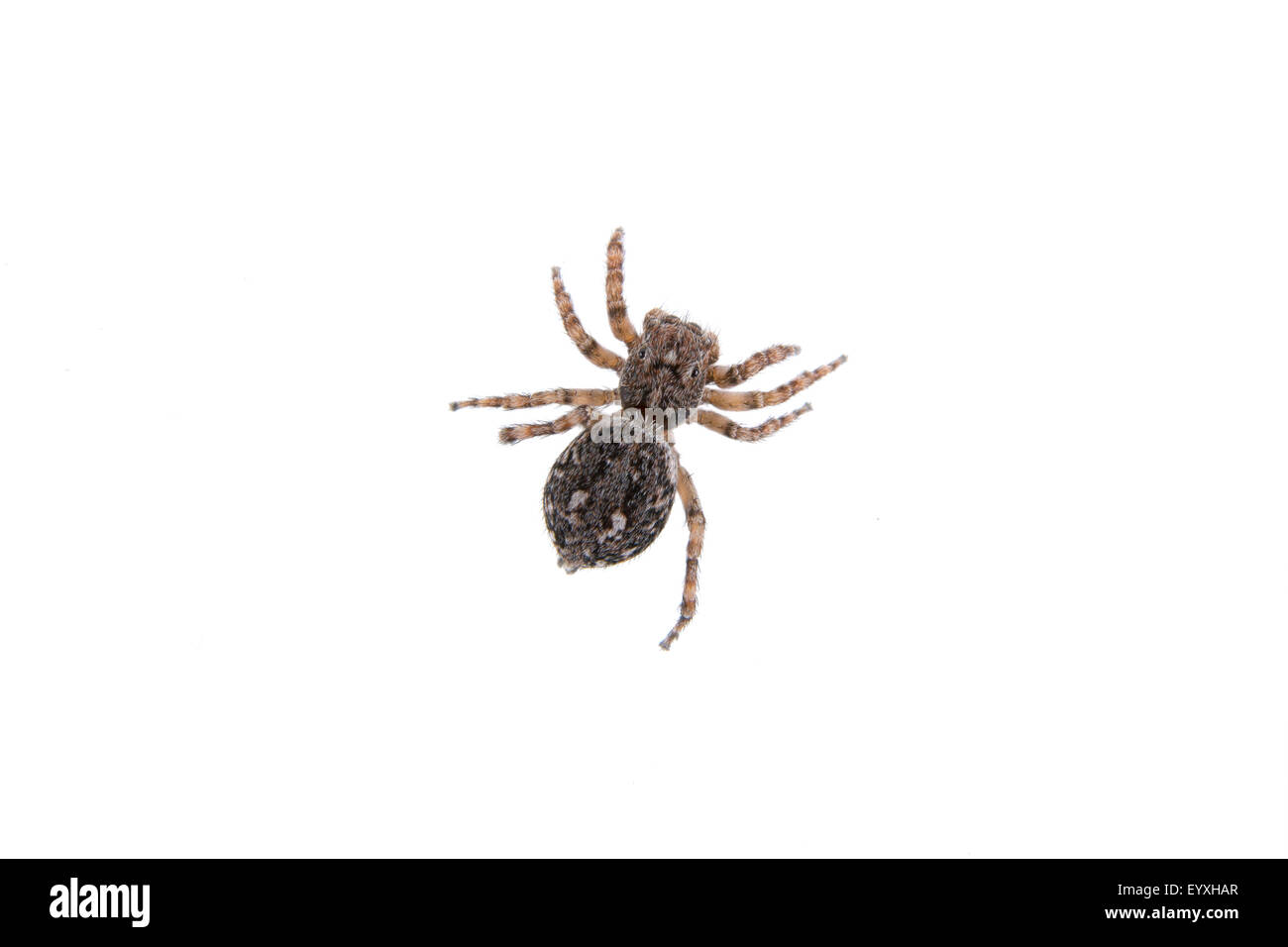 Brown spider isolated on a white background Stock Photo - Alamy