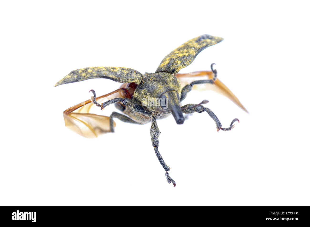 Flying beetle hi-res stock photography and images - Alamy