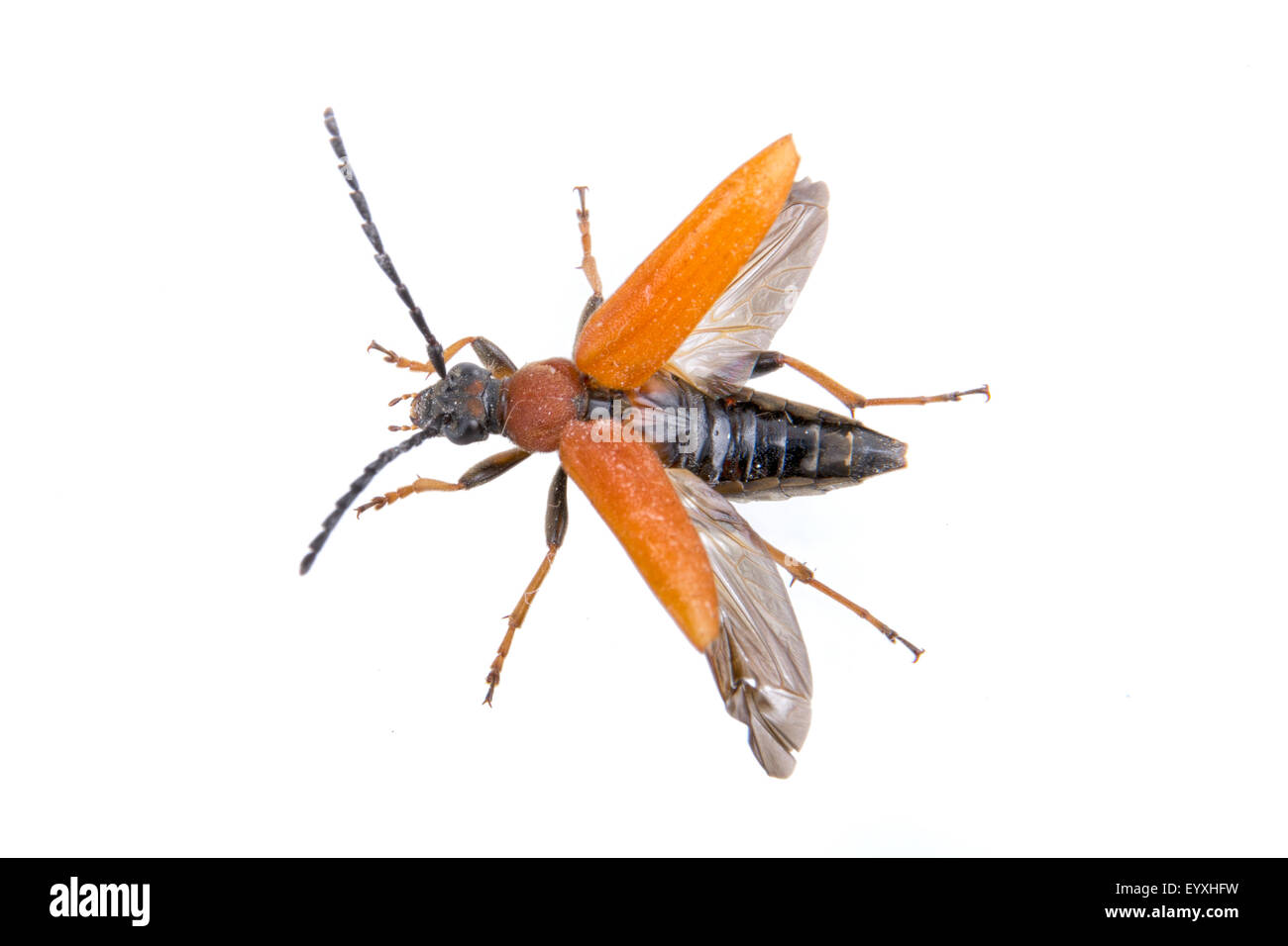 Flying beetle hi-res stock photography and images - Alamy
