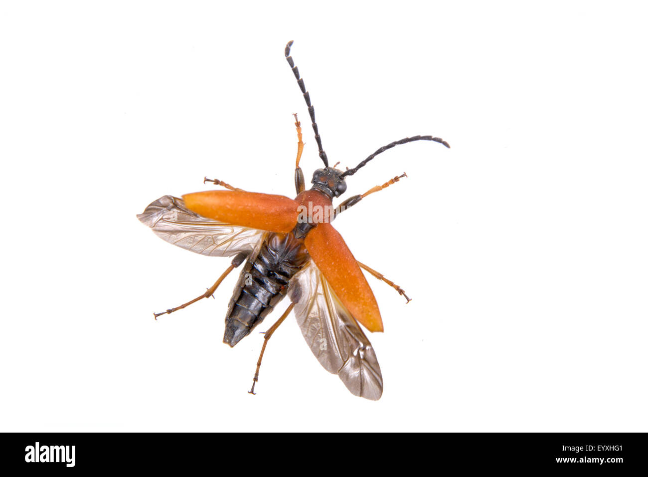 Flying beetle hi-res stock photography and images - Alamy