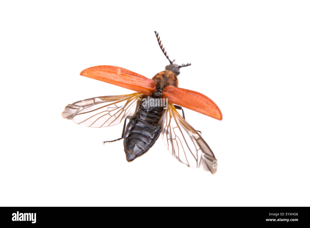 Flying beetle hi-res stock photography and images - Alamy