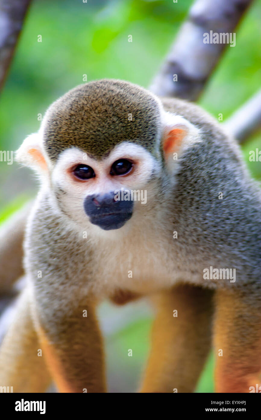 Monkey hiding his face hi-res stock photography and images - Alamy