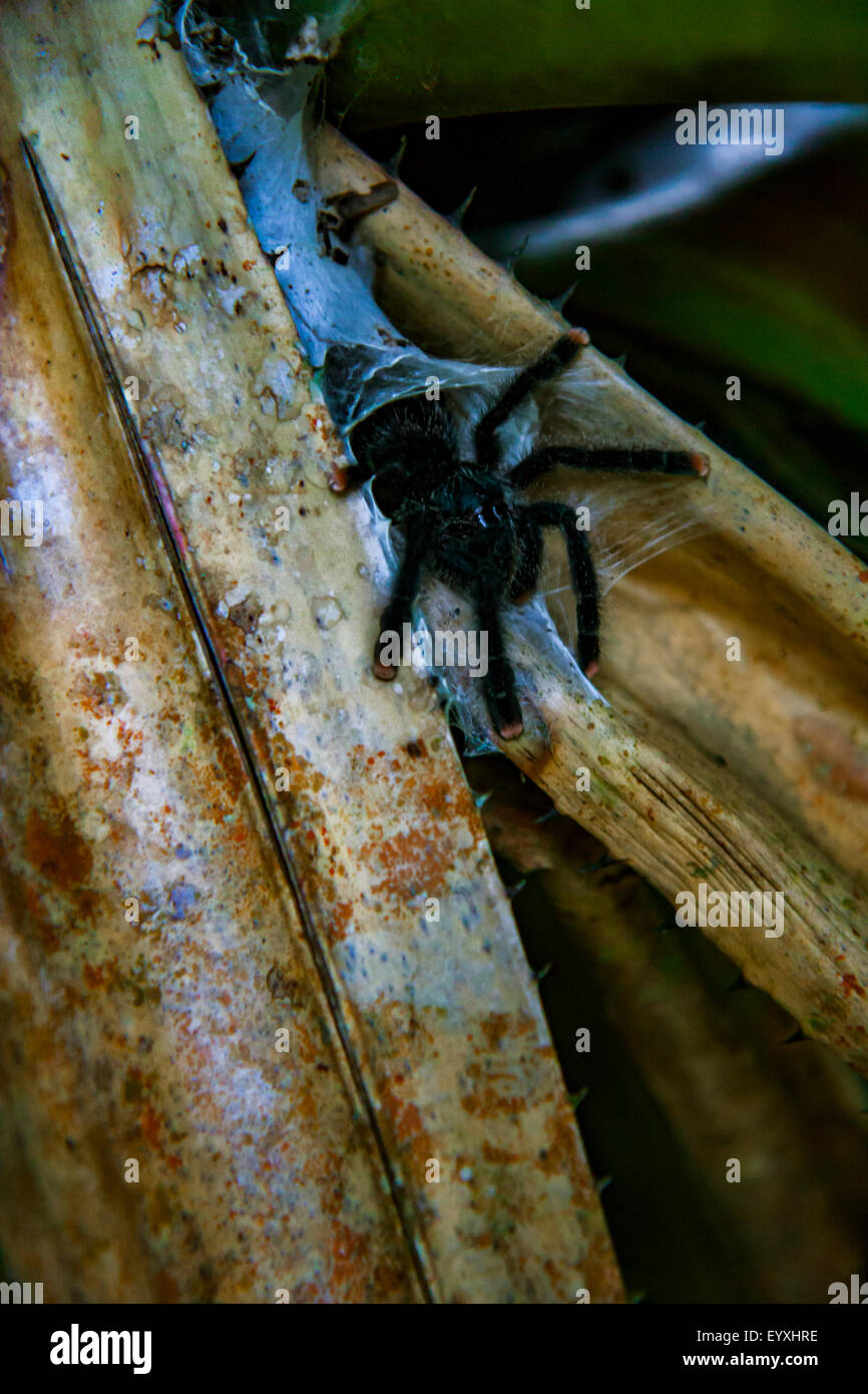 Black Tarantula Spider in Surinam Stock Photo - Alamy