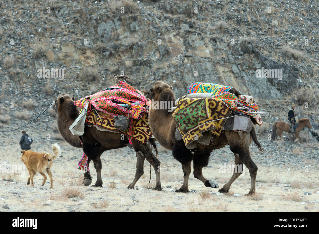 Bactrian camels with a falcon riding on the back on one, Eagle Festival ...