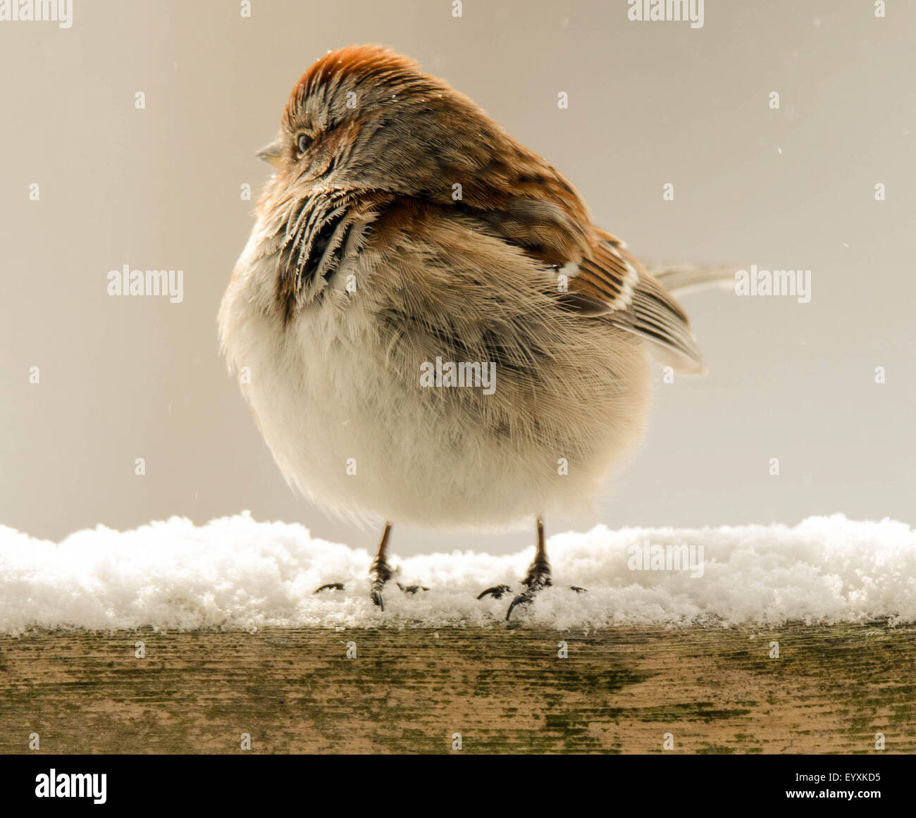 Sparrow puffed up because it was so cold Stock Photo - Alamy