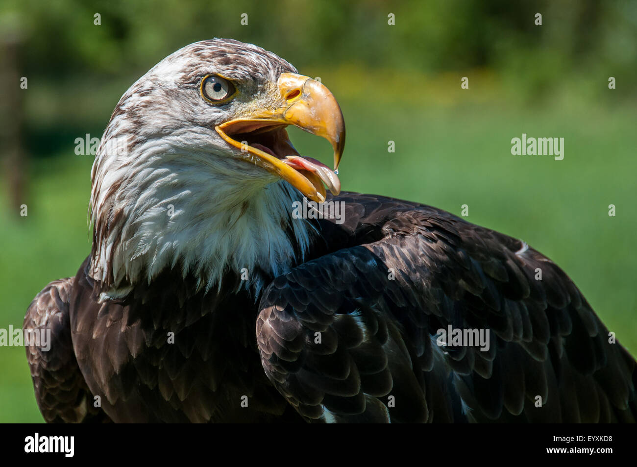 the piercing eye of the eagle Stock Photo - Alamy