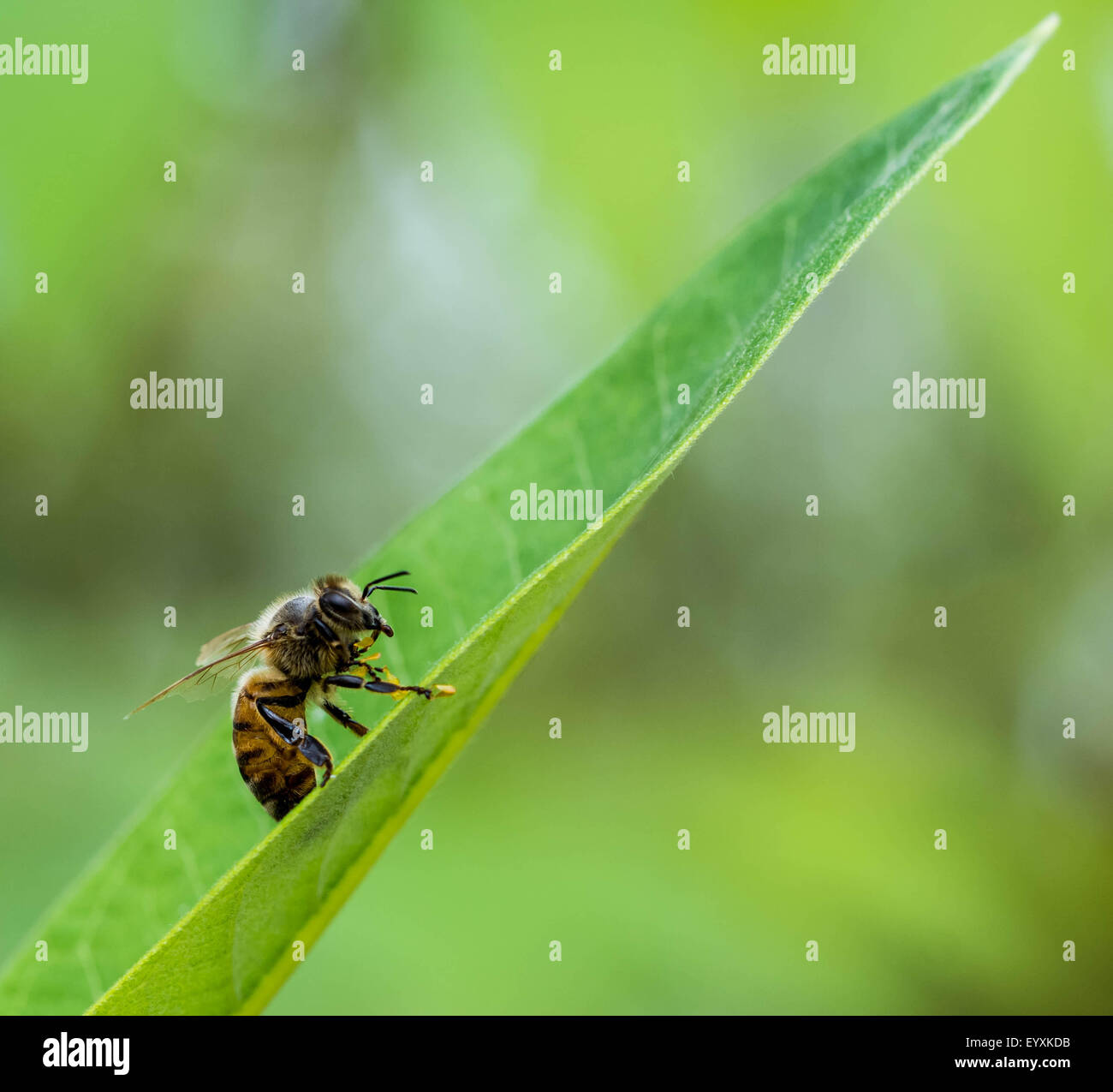this honey bee landed on a milkweed left after escaping from a spiders ...