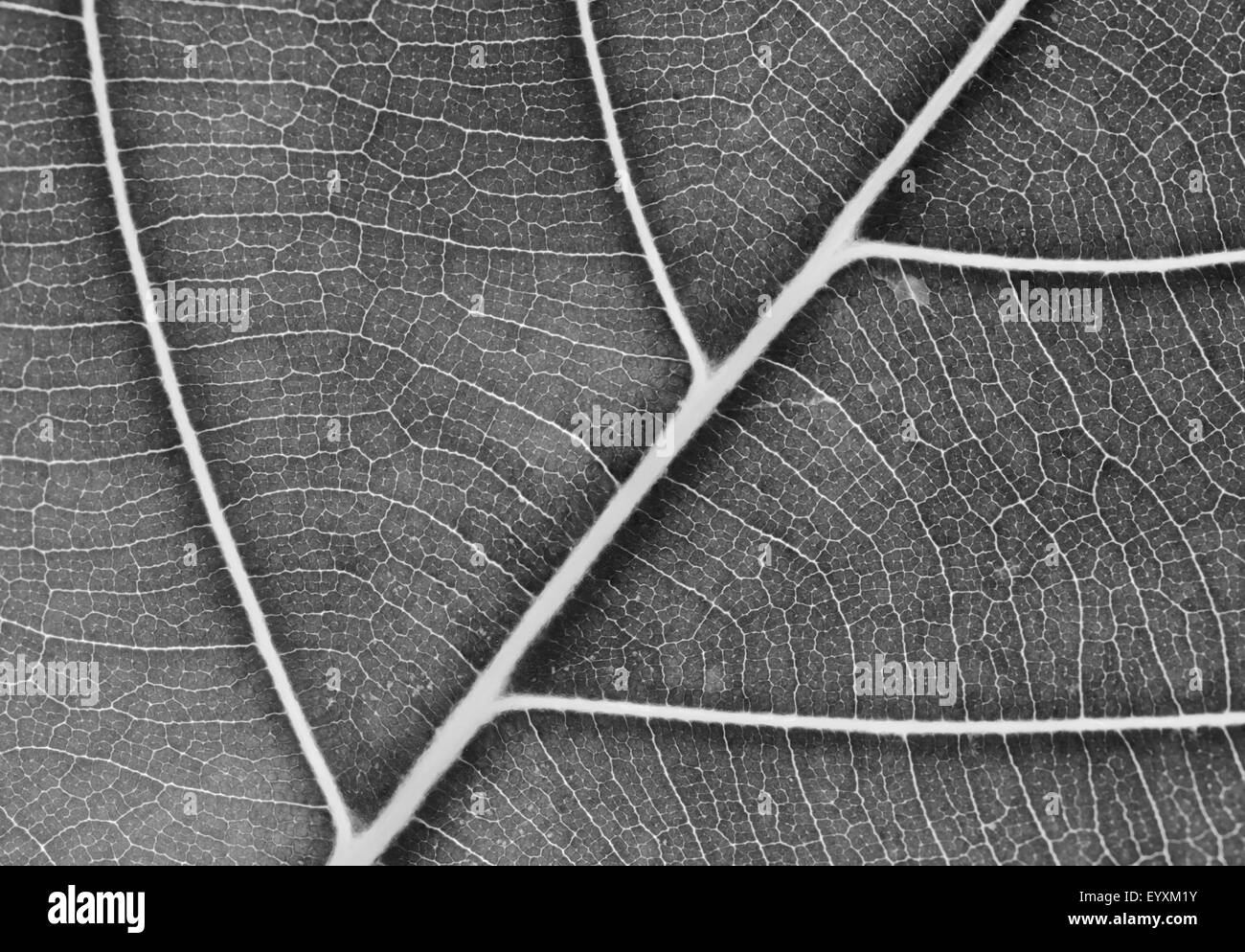 Leaf background sunlight Black and White Stock Photos & Images - Alamy