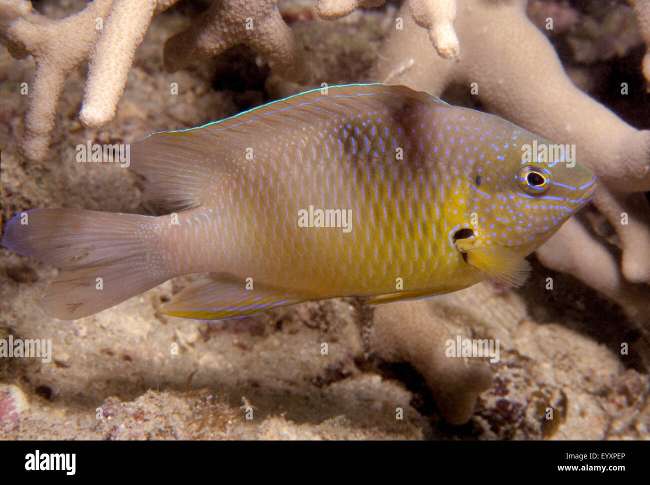 Damselfish great barrier reef hi-res stock photography and images - Alamy