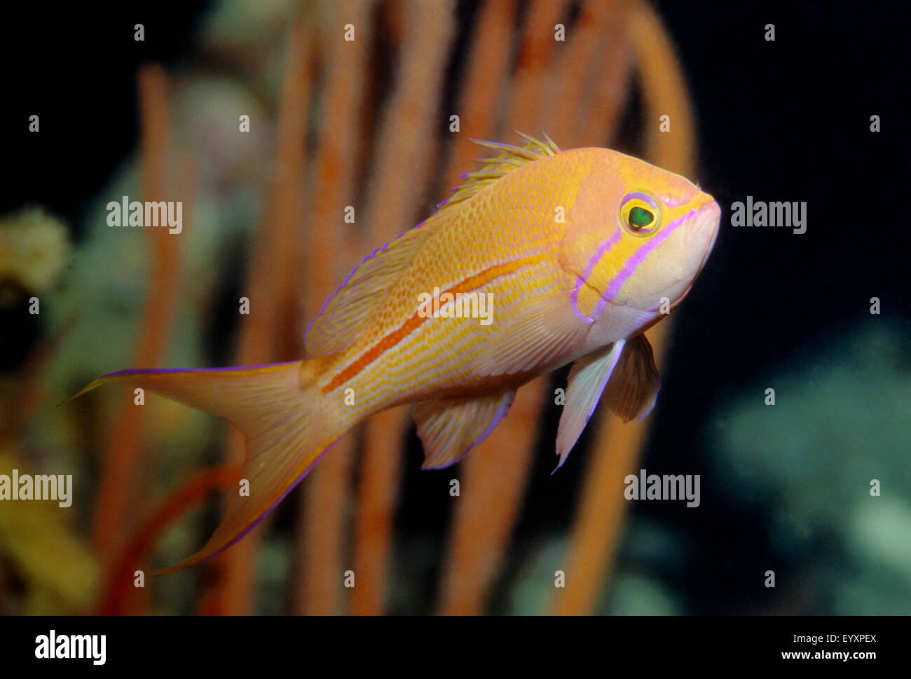 Redstripe anthias hi-res stock photography and images - Alamy