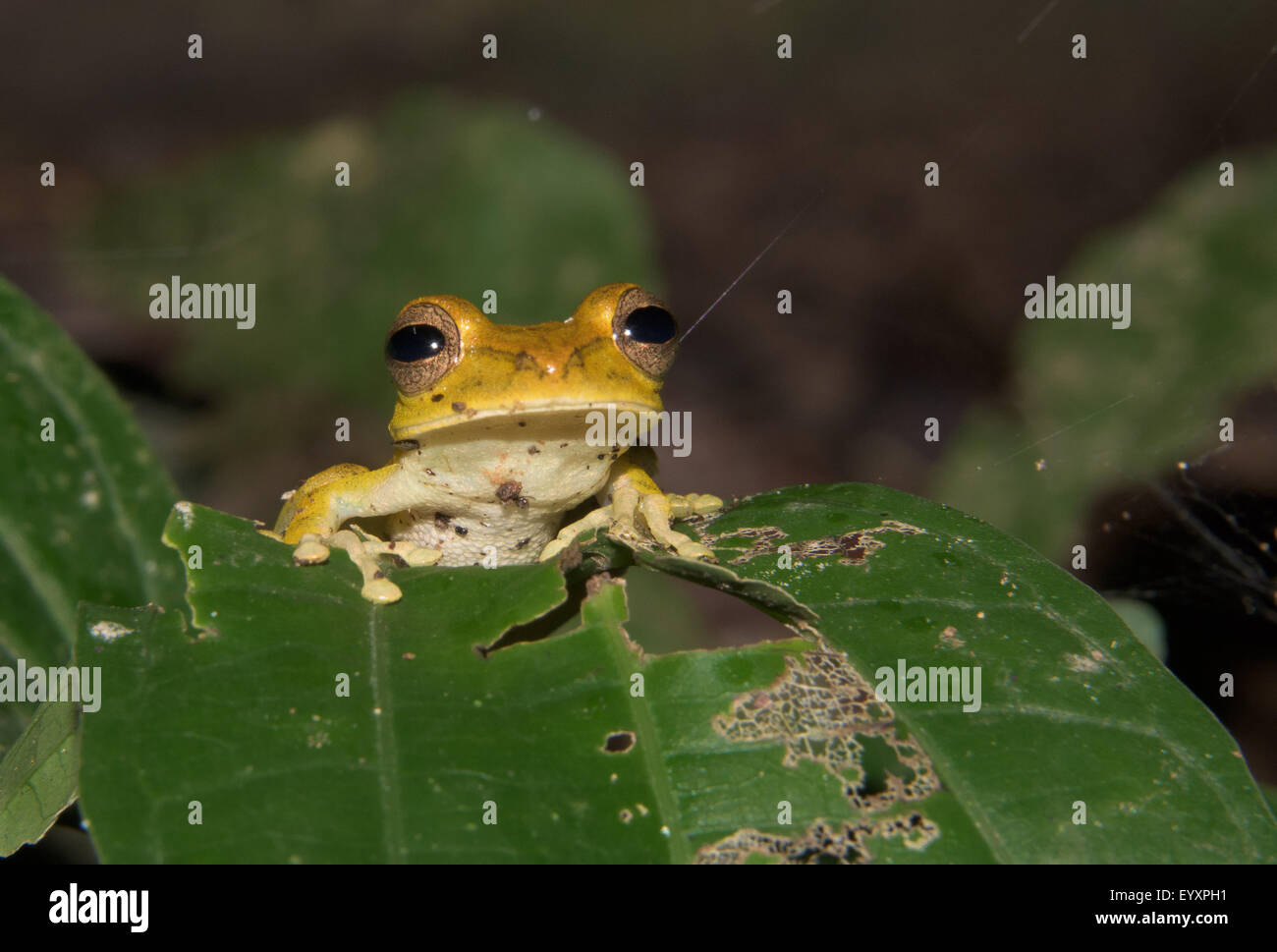 Convict Tree Frog (Hypsiboas calcaratus Stock Photo - Alamy