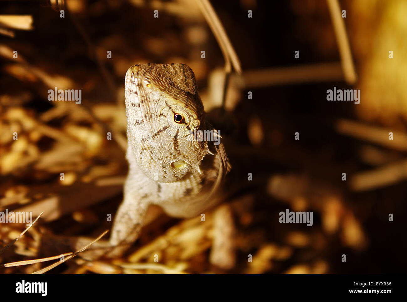 Posing Lizard. portrait shot of a small garden lizard Stock Photo - Alamy