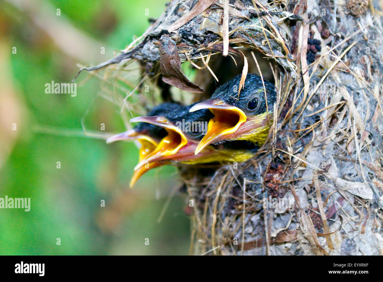 Hungry chicks beaks open hi-res stock photography and images - Alamy
