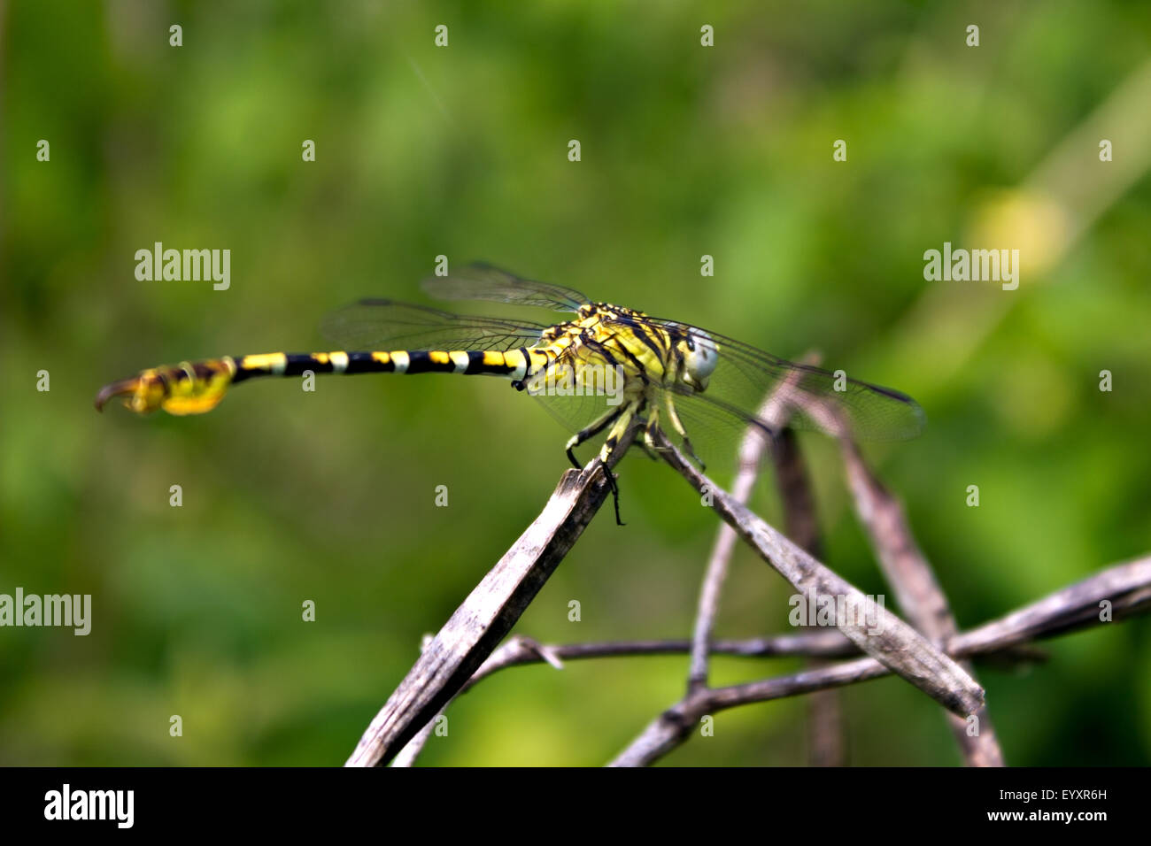 Common Tiger or Common Tigertail Dragonfly Stock Photo - Alamy