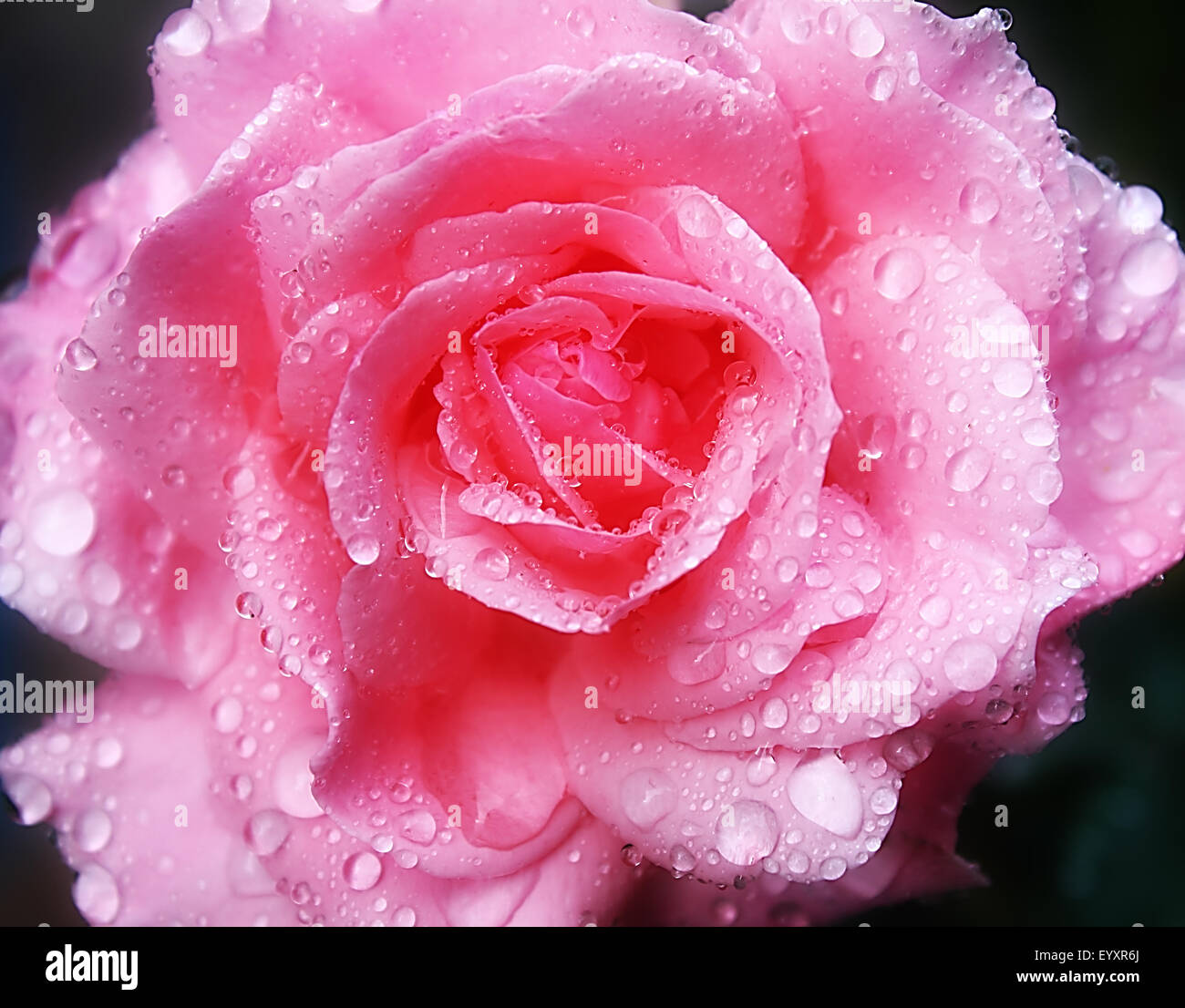 Raindrops on a Pink Rose Stock Photo - Alamy