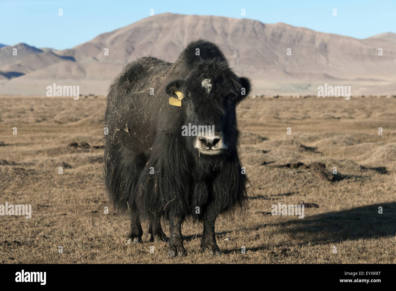 Hybrid yak-cow (Khainag) looking very disheveled, steppes west of Olgii ...