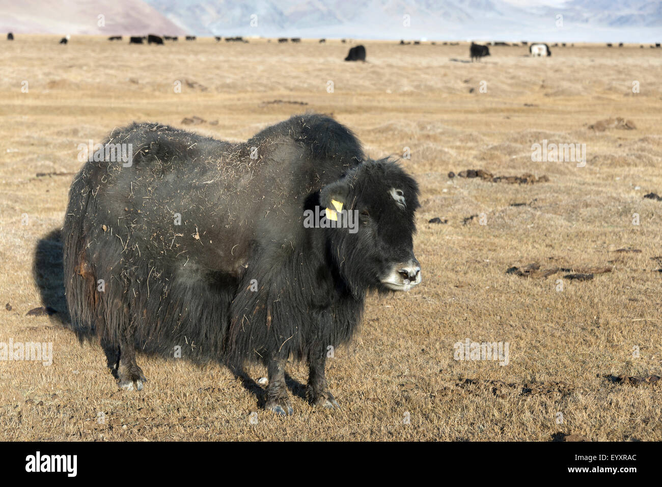 Khainag having a bad hair day, domestic hybrid yak-cow on the steppes ...