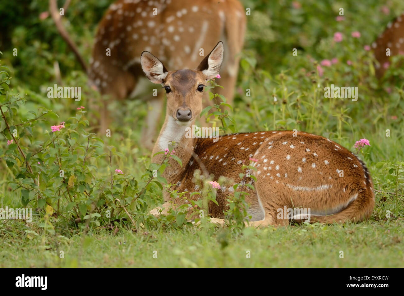 A Resting Doe Stock Photo - Alamy