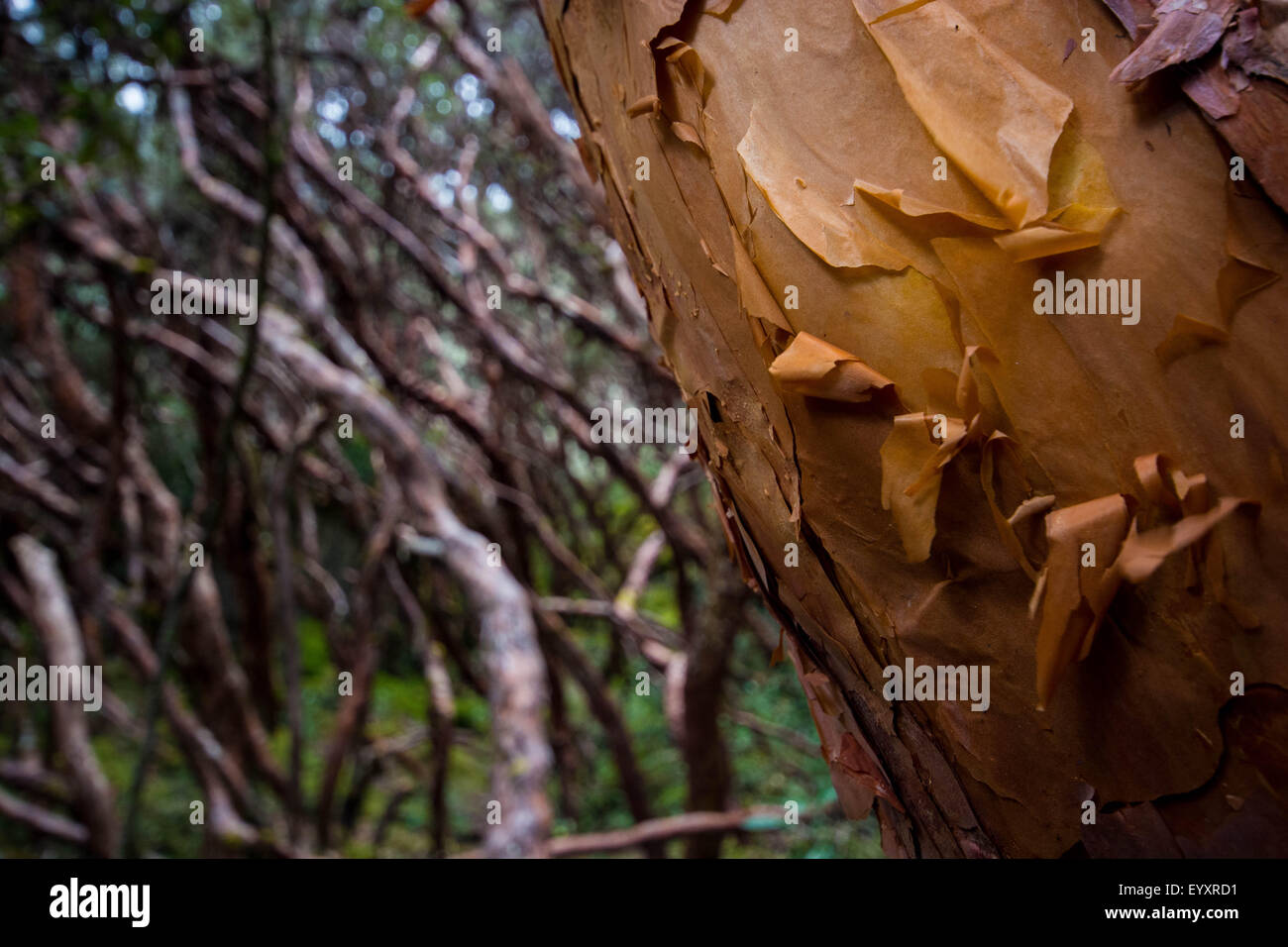 Strange Tree Bark High Resolution Stock Photography and Images - Alamy