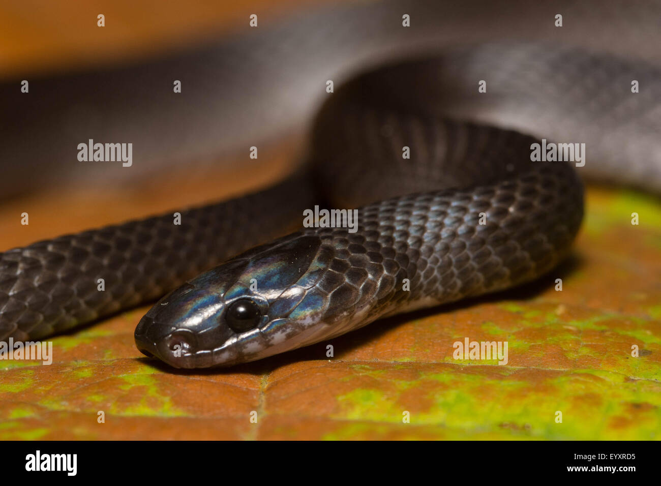 A small snake (Ninia sebae) rests on the jungle floor in Southern ...