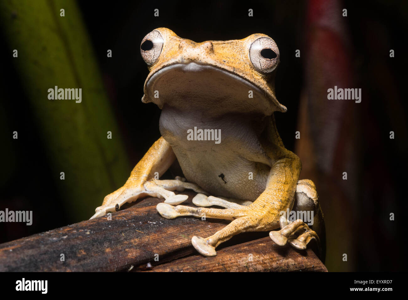 A File Eared Tree Frog (Polypedates otilophus) from Borneo Stock Photo ...