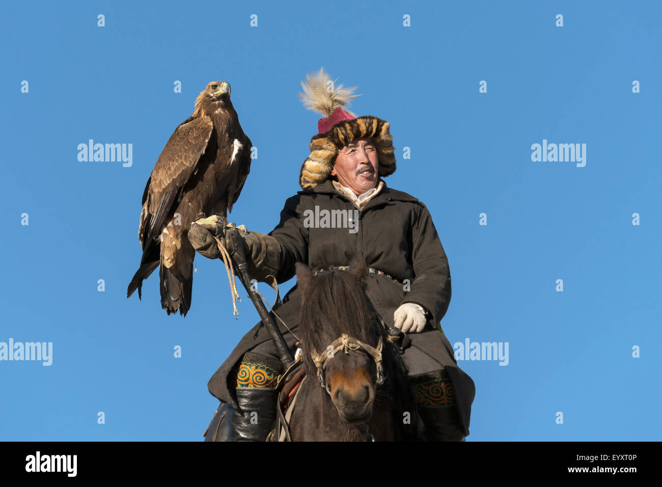 Elder eagle hunter bracing his heavy eagle on a crutch, west of Olgii ...