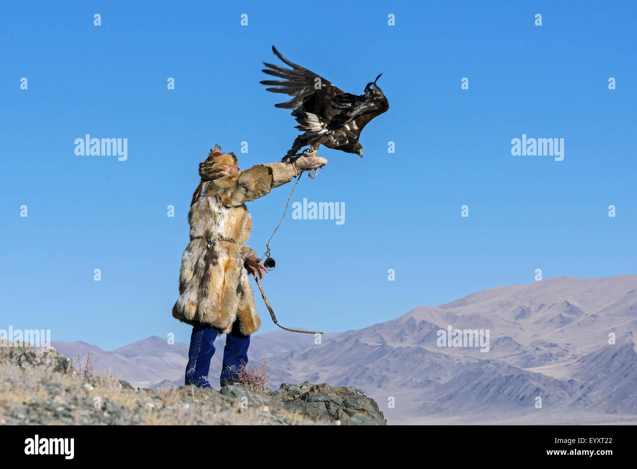 Eagle hunter in red fox coat releasing his eagle, west of Olgii ...