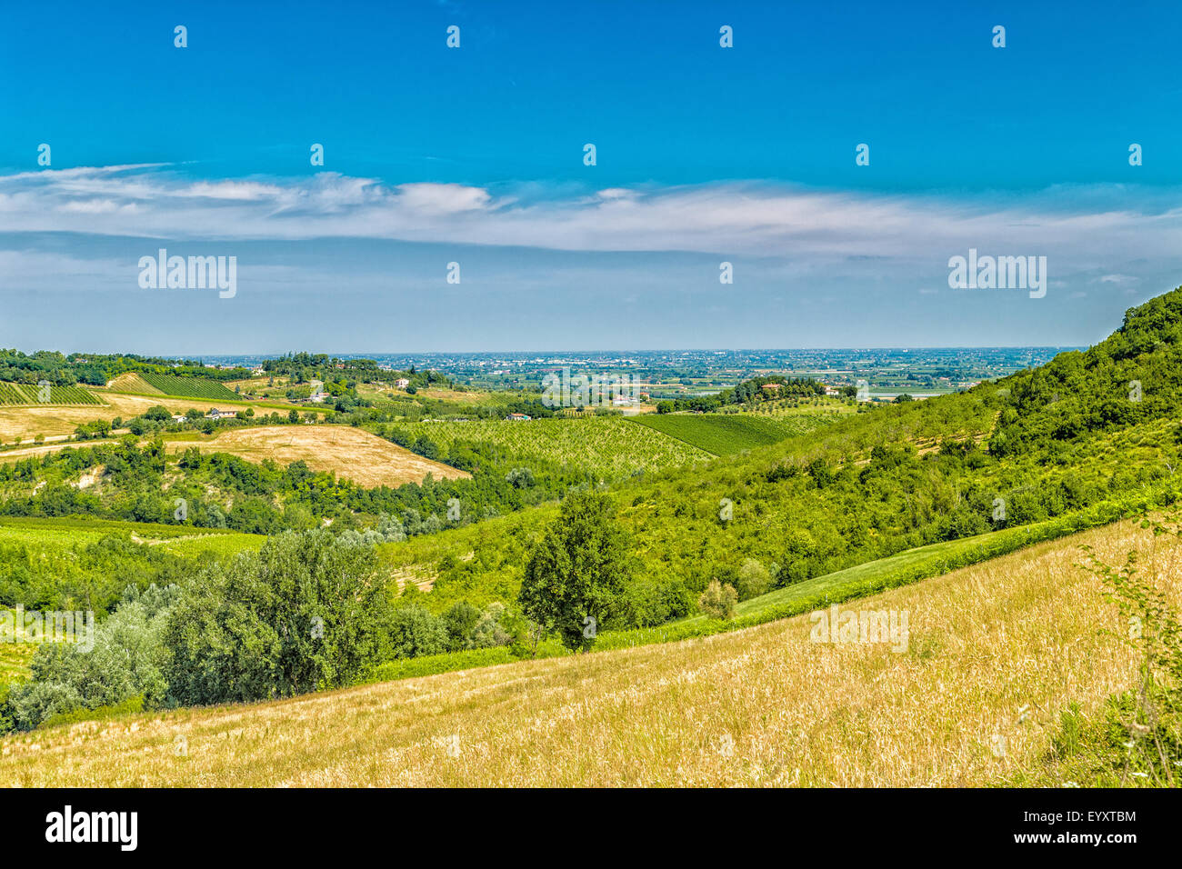 The vibrant colors of Agricultural cultivated fields in Italy during ...