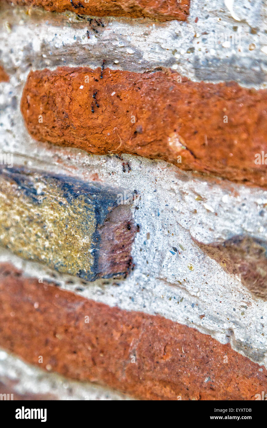 industrious ants forming a column on a brick wall Stock Photo - Alamy