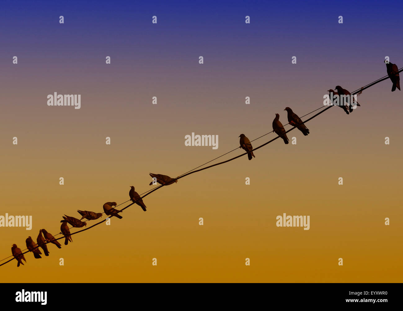 Birds Sitting on Electric Wires at Twilight Stock Photo - Alamy