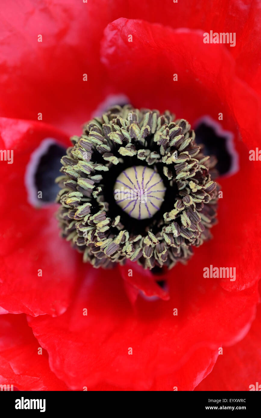 Poppy flower hi-res stock photography and images - Alamy
