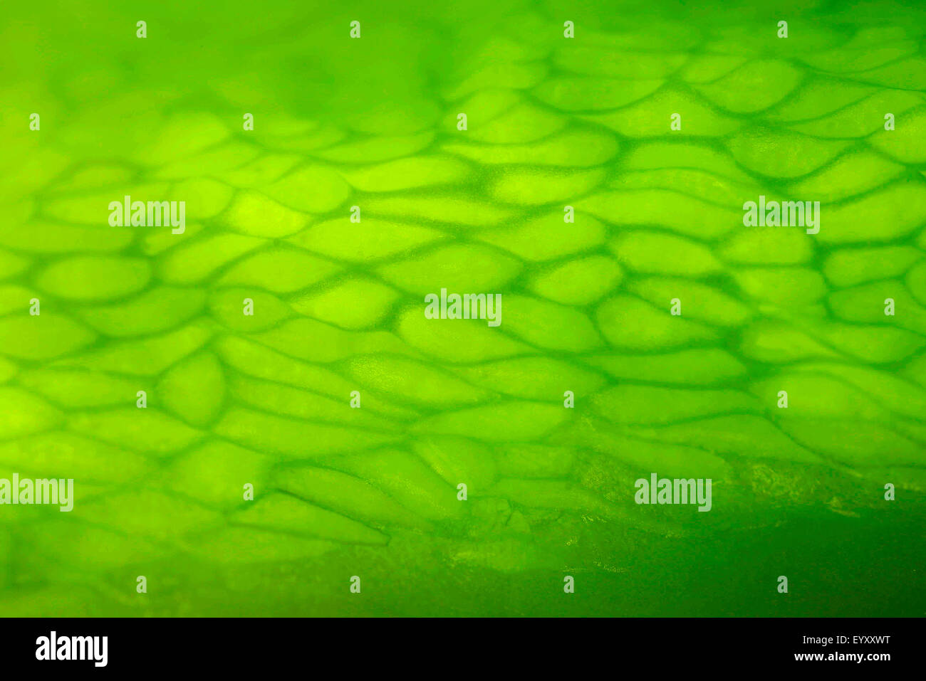 Skin green hi-res stock photography and images - Alamy