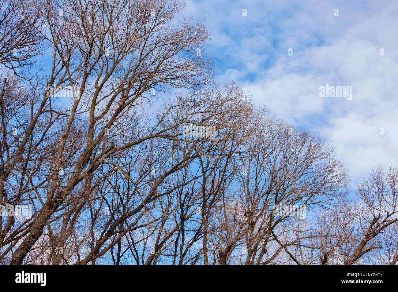The wither tree hi-res stock photography and images - Alamy