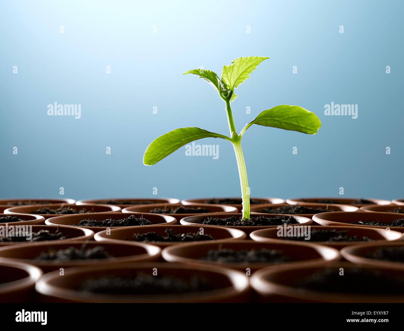 Potted plant sprouting among flowerpots with soil Stock Photo - Alamy