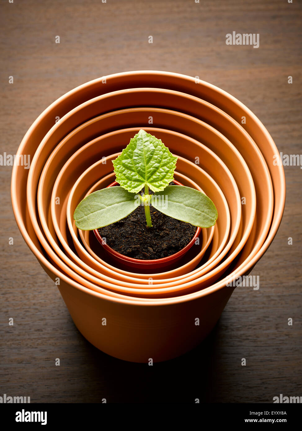 Nurture plant hi-res stock photography and images - Alamy