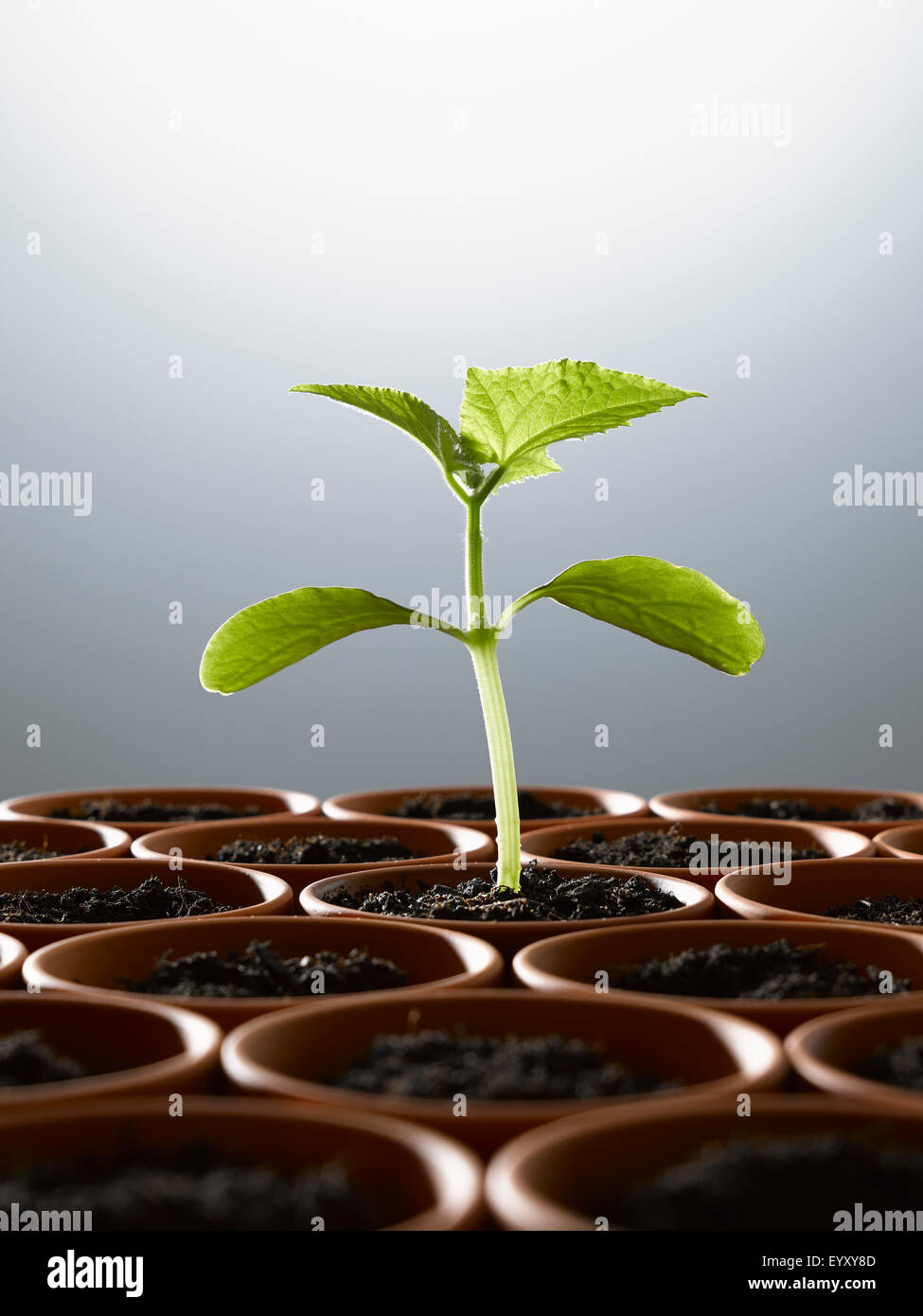 Plant sprouting out of soil hi-res stock photography and images - Alamy