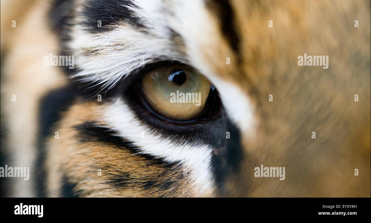 Tiger Eye Photography