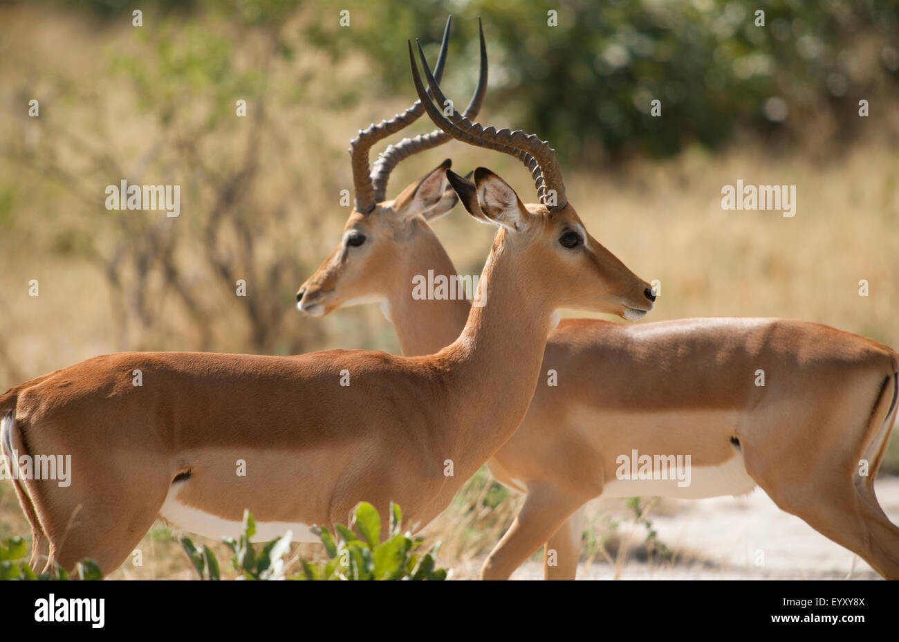 Two antelope with horns crossing Stock Photo - Alamy