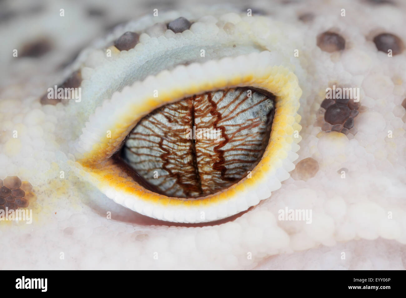 a macro of the eye of a beautiful leopard gecko Stock Photo - Alamy