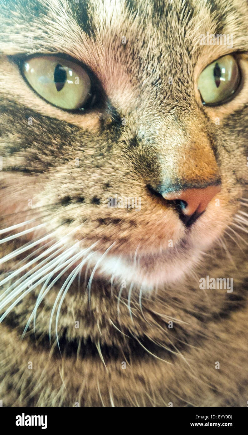Whiskers whisker hi-res stock photography and images - Alamy