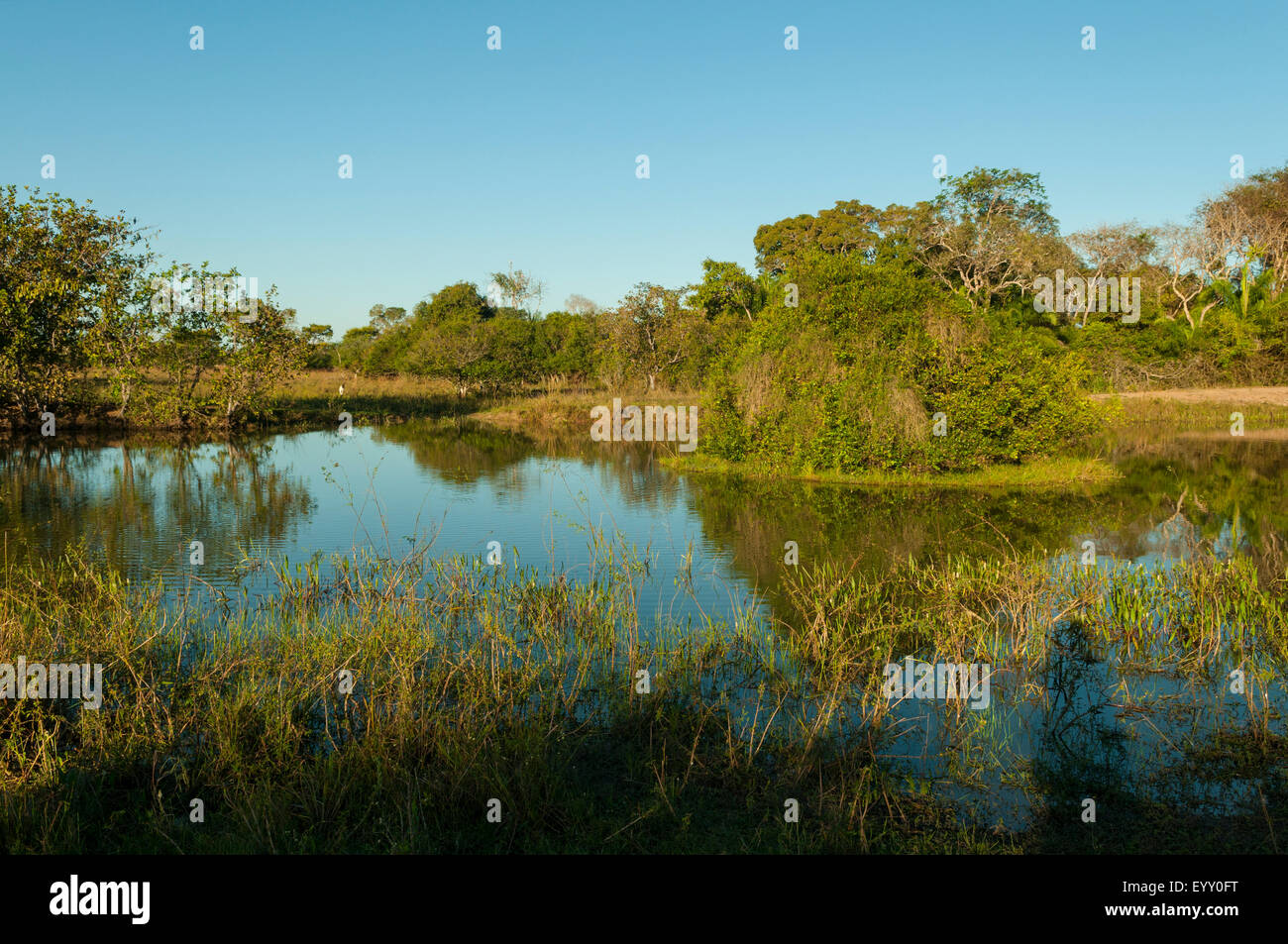 Tropical Wetlands, Araras Lodge, Pantanal, Brazil Stock Photo - Alamy