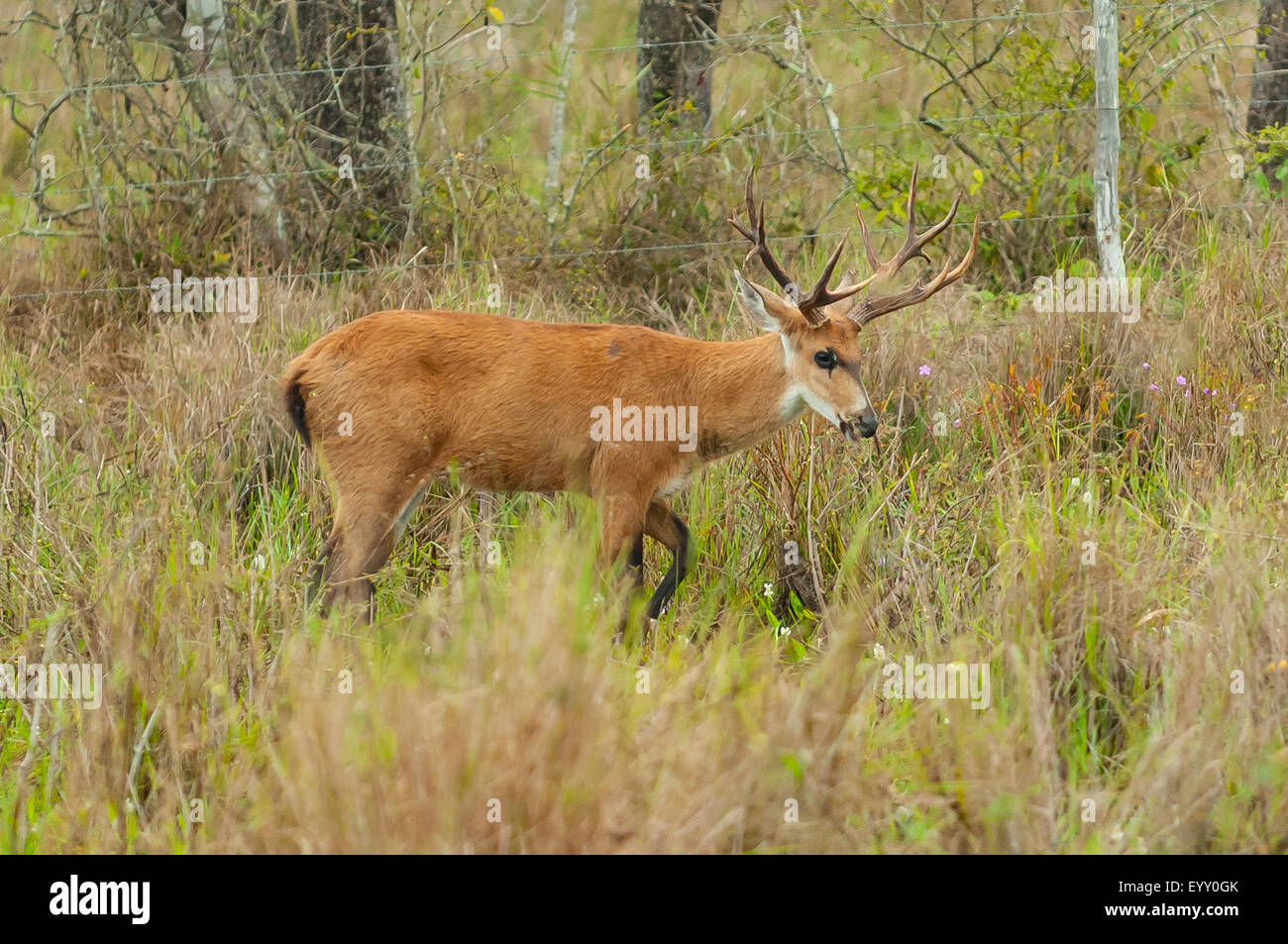 Blastocerus dichotomus, Male Marsh Deer, Transpantaneira Highway ...